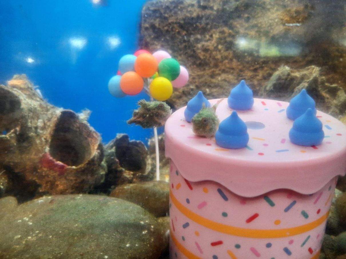 First Birthday for our Pacific Spiny Lumpsuckers | Feiro Marine Life Center